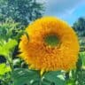 10 Tips for Stunning Sunflower Blooms