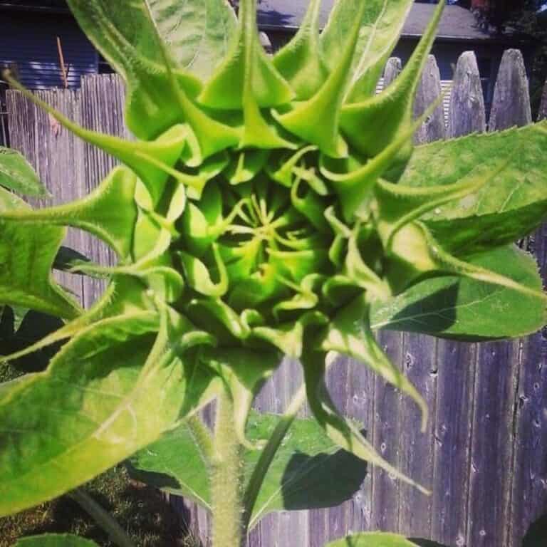 10 Tips for Stunning Sunflower Blooms