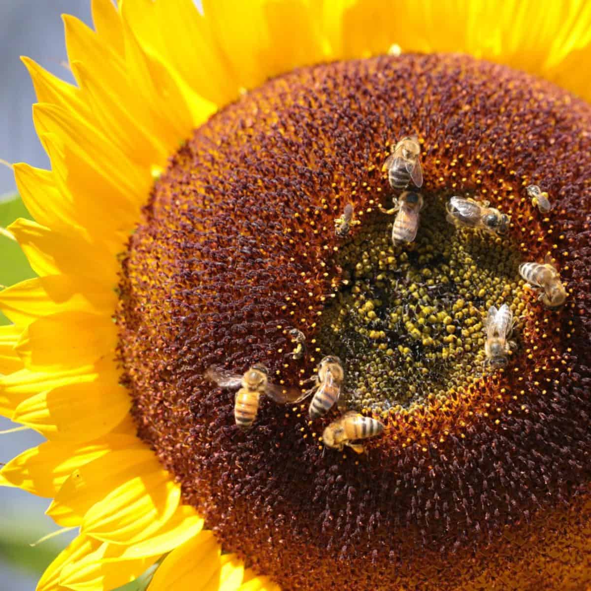 10 Tips for Stunning Sunflower Blooms