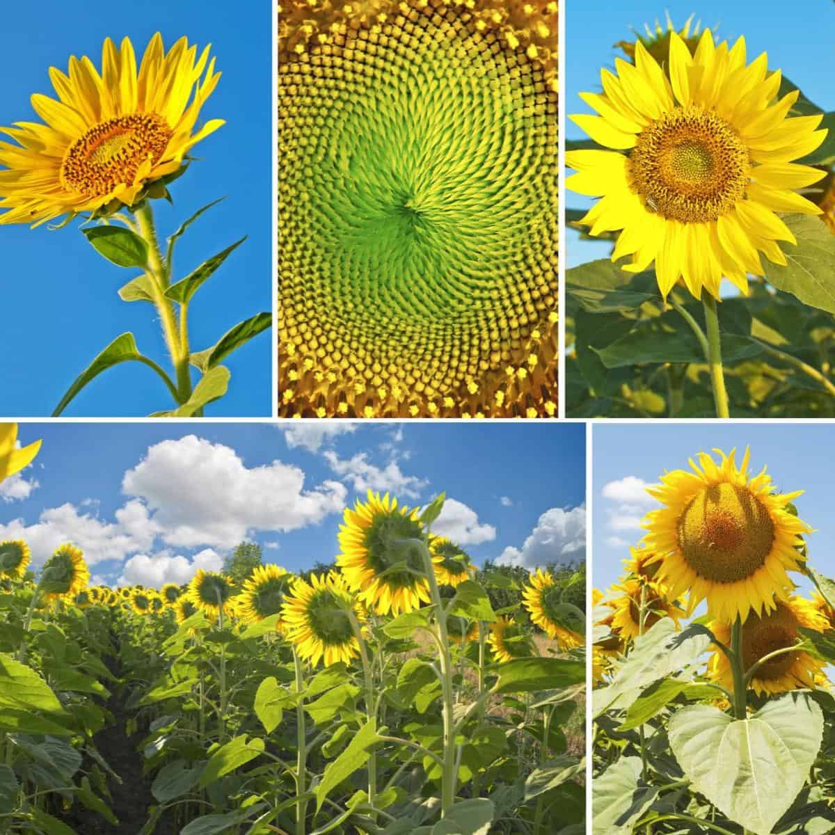 10 Tips for Stunning Sunflower Blooms