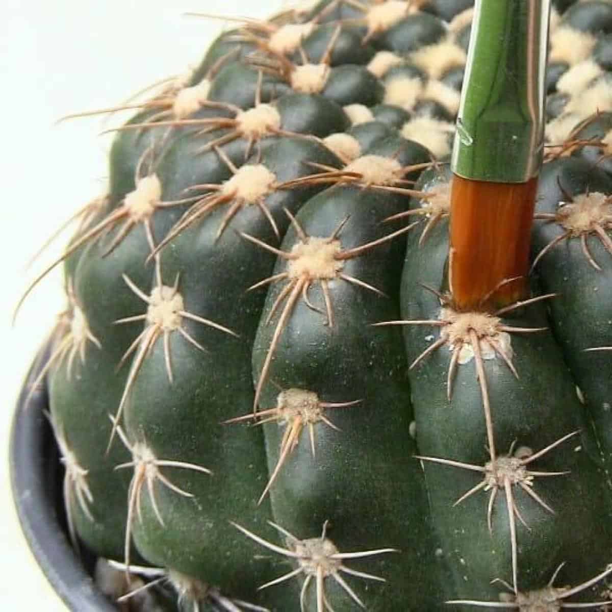 Plant Scale Insects: Removing Plant Scale Insects Indoors and Out