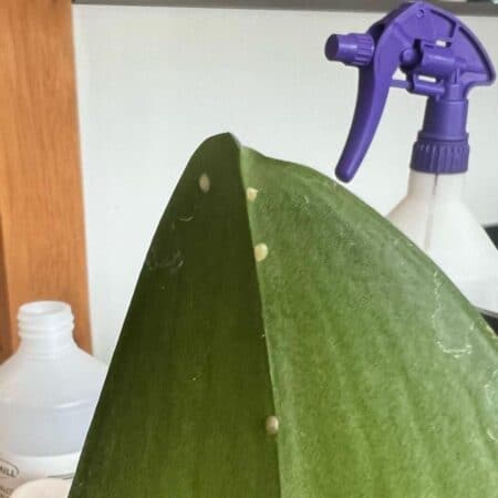 Plant Scale Insects: Removing Plant Scale Insects Indoors and Out