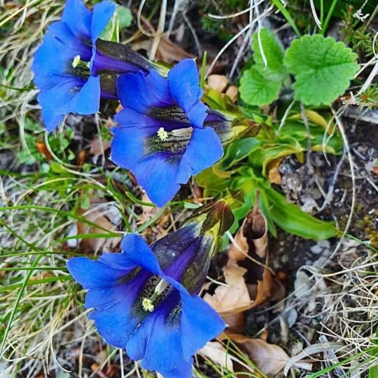 Gentian Flower Care: How To Grow Gentians | PlantCareToday