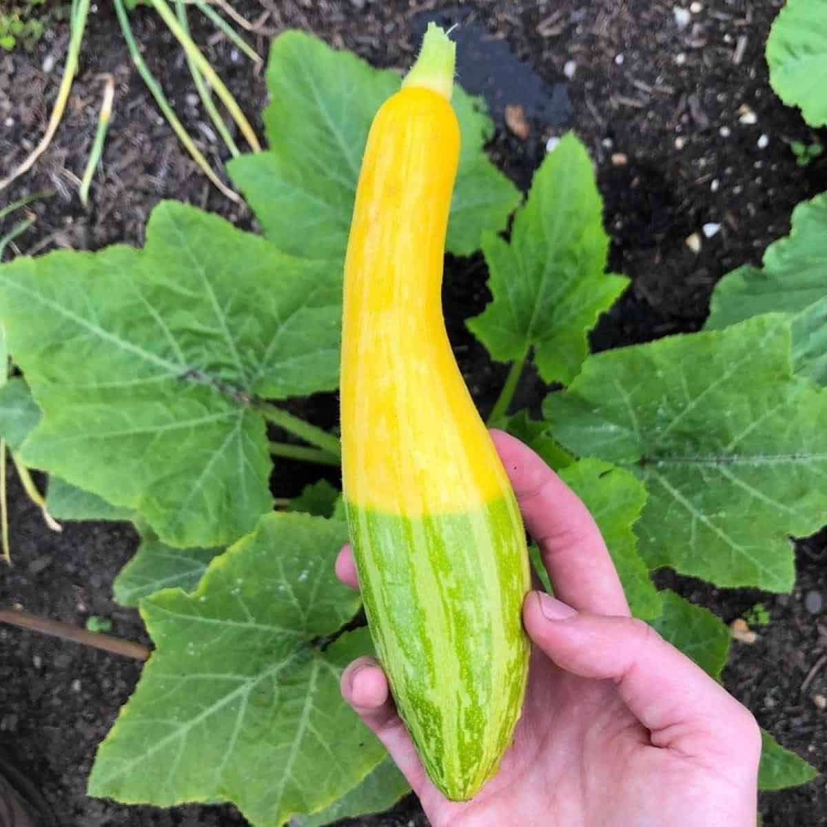 10 Hot Weather Vegetables That Thrive In Sweltering Heat Of Summer