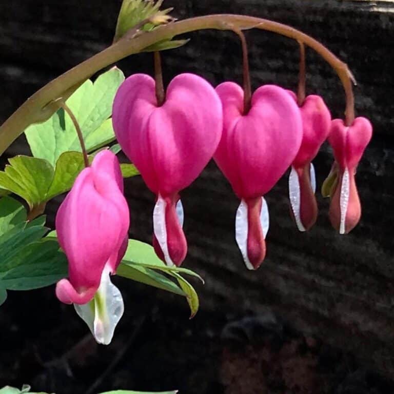 Bleeding Heart Plant: Growing and Care Of Lamprocapnos Spectablis