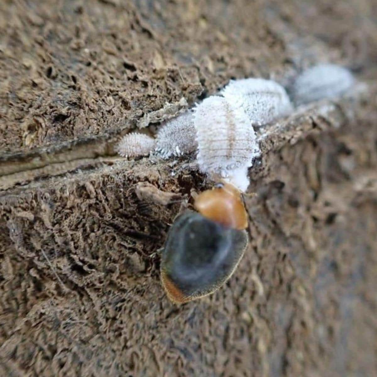 Mealybug Destroyer? How To Use Lady Beetles In The Garden