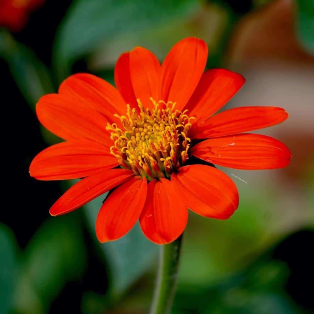 Mexican Sunflower Care: How To Grow Torch Tithonia Plants