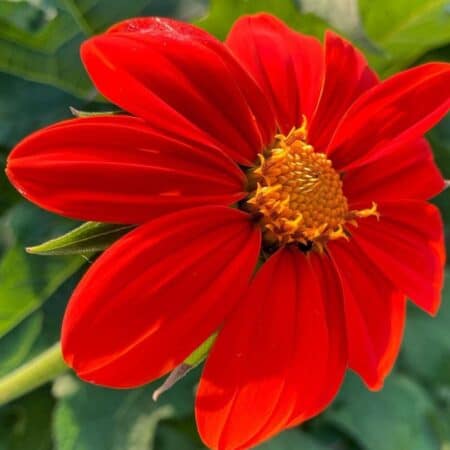 Mexican Sunflower Care: How To Grow Torch Tithonia Plants