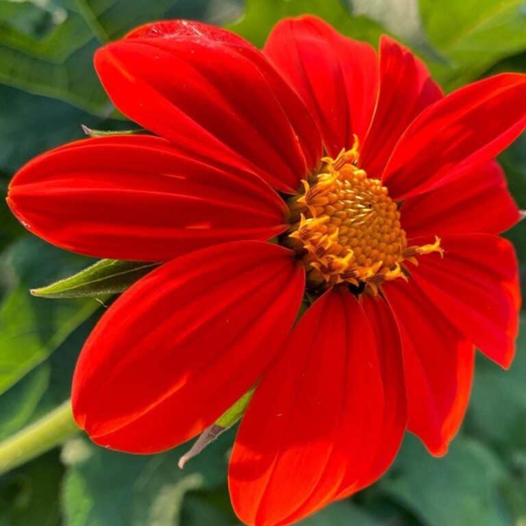 Mexican Sunflower Care: How To Grow Torch Tithonia Plants