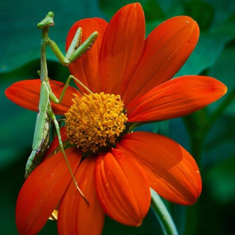 Mexican Sunflower Care: How To Grow Torch Tithonia Plants