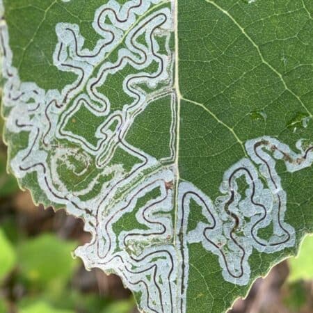 How To Get Rid Of Leaf Miners: Leaf Miner Control