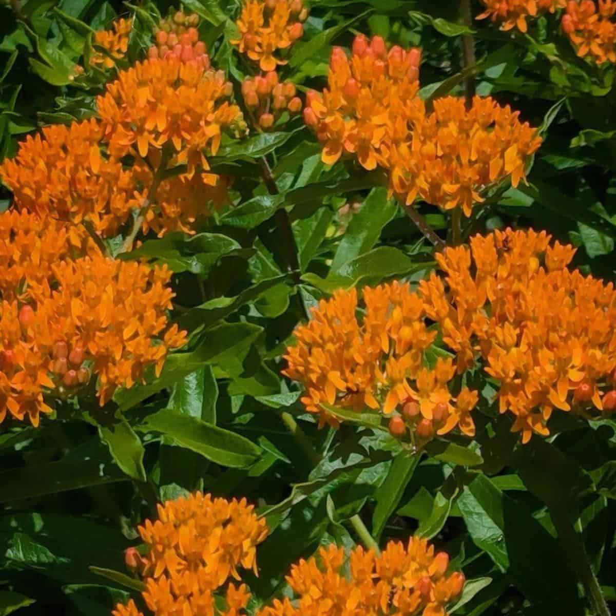 Butterfly Weed Care: How To Grow Asclepias Plant