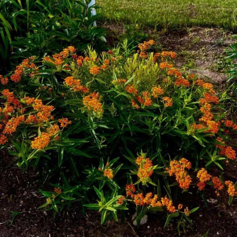 Butterfly Weed Care: How To Grow Asclepias Plant