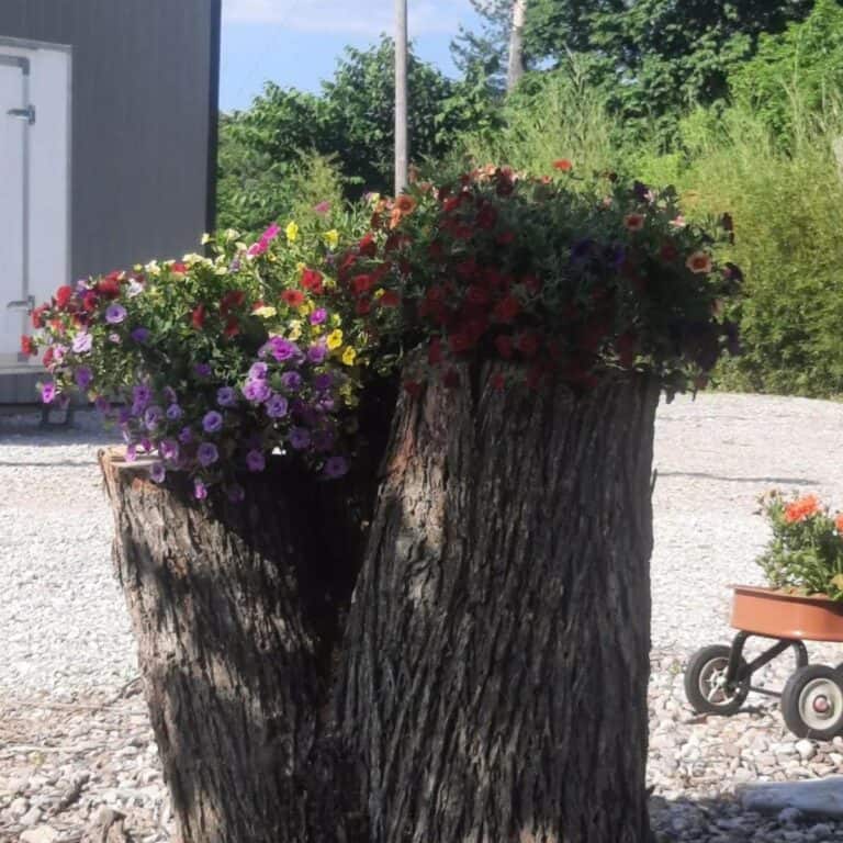 12+ Old Tree Stumps Transformed Into Beautiful Flower Planters