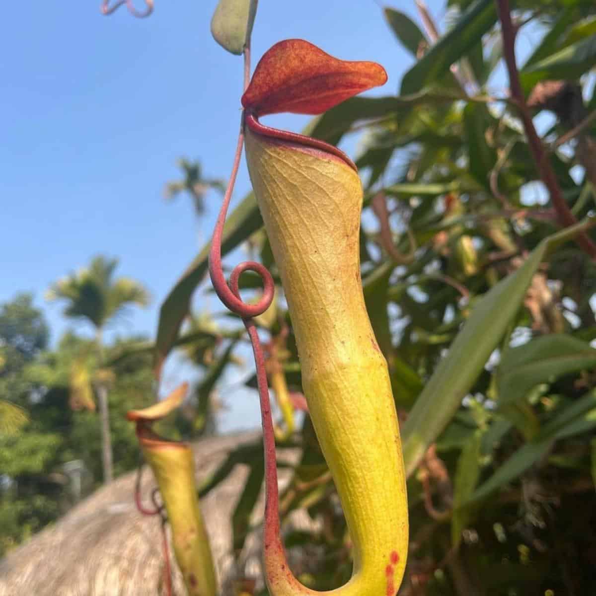 Pitcher Plant Care: Learn To Grow The Carnivorous Nepenthes