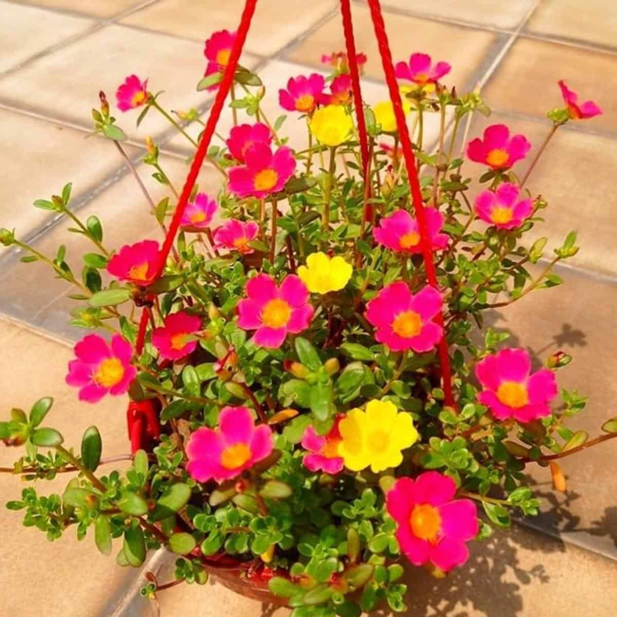 Portulaca Plant Care: Growing Portulaca Flowers [Grandiflora]
