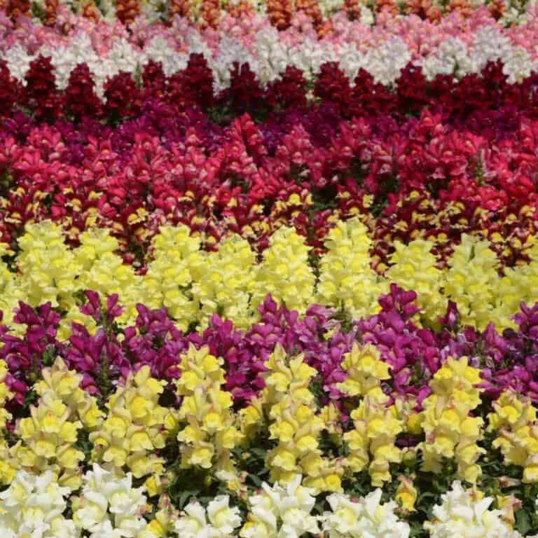 Snapdragons Care: How To Grow Snap Dragon Flowers