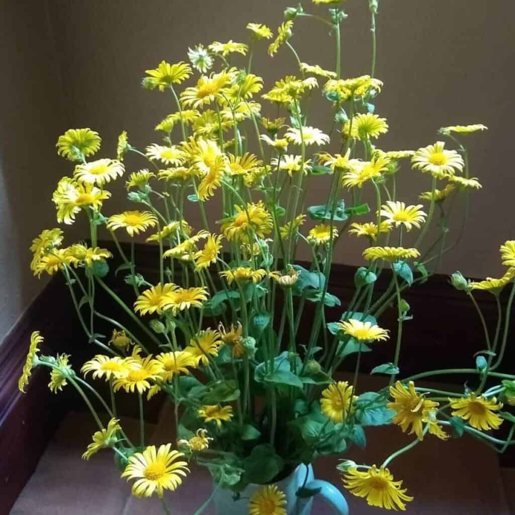 Leopard's Bane: How to Grow and Care For Doronicum