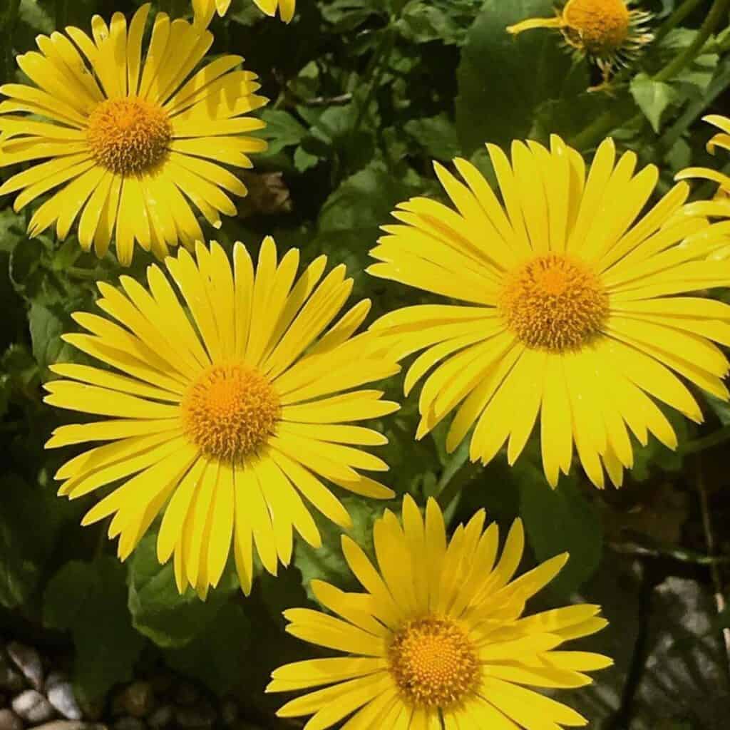 Leopard's Bane: How to Grow and Care For Doronicum