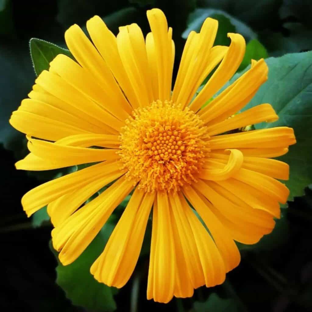 Leopard's Bane: How to Grow and Care For Doronicum