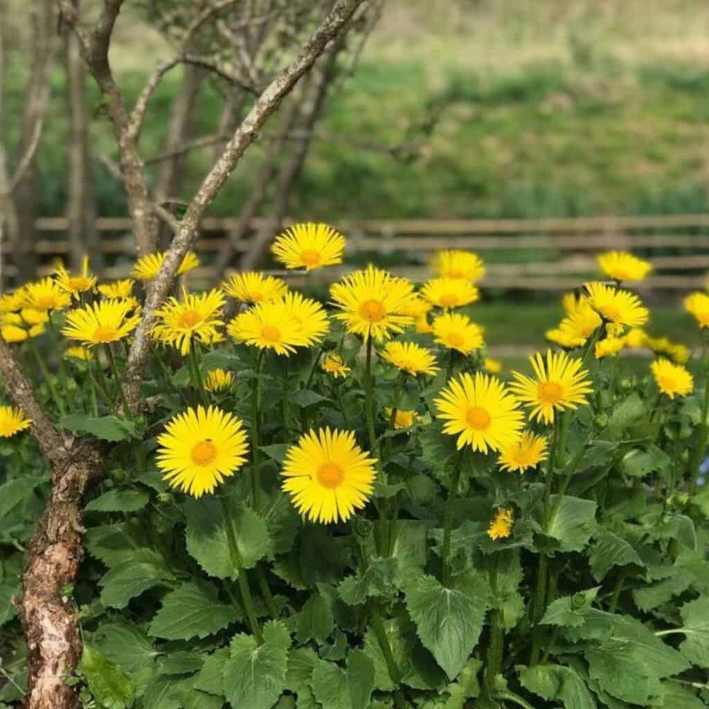 Leopard's Bane: How to Grow and Care For Doronicum