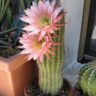 Hedgehog Cactus Plant: Learn Echinocereus Growing and Care