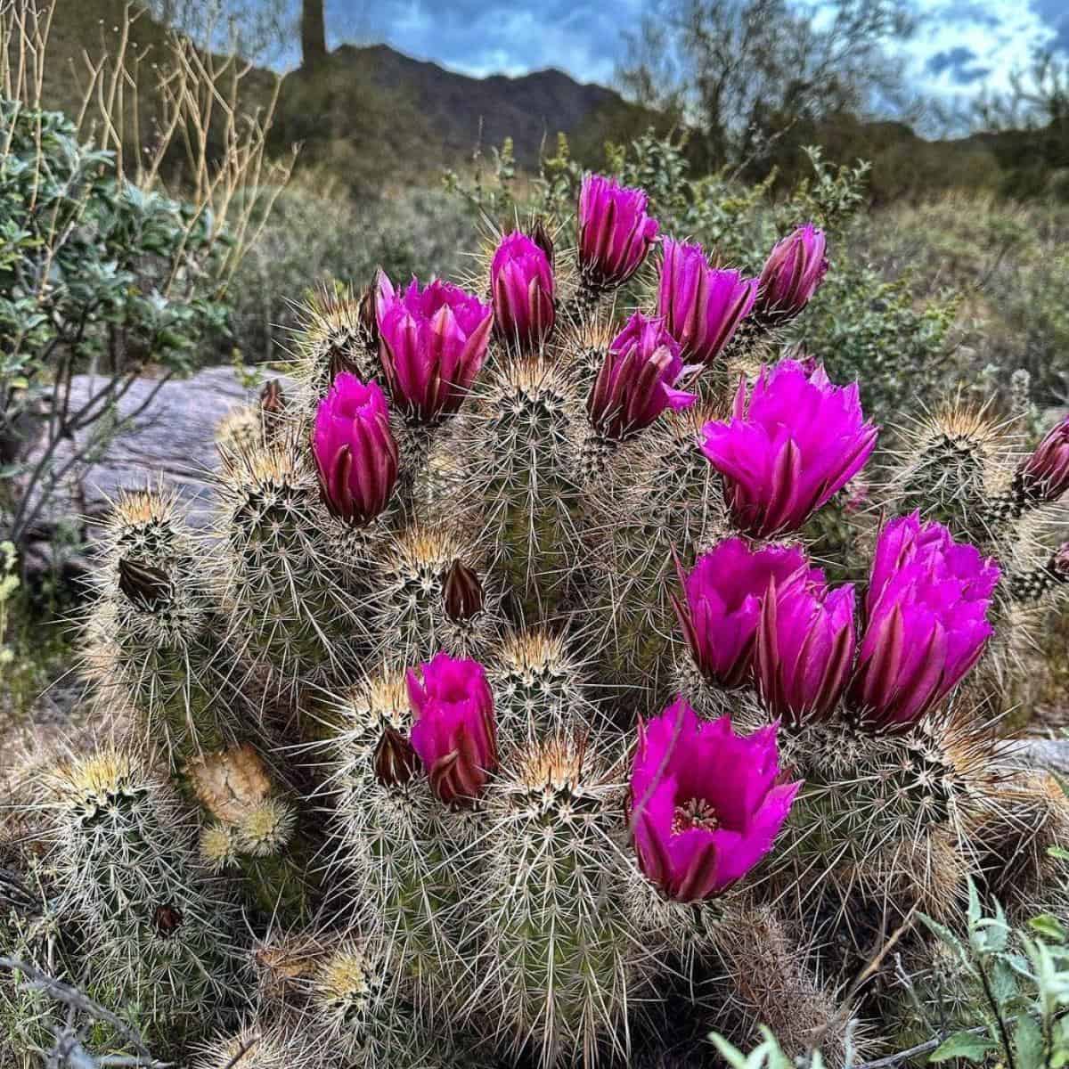 Hedgehog Cactus Plant: Learn Echinocereus Growing and Care