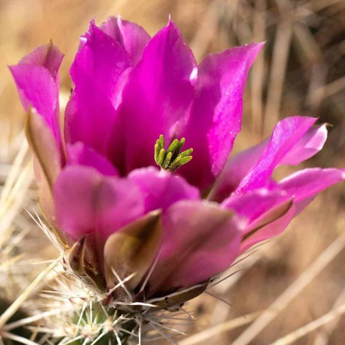 Hedgehog Cactus Plant: Learn Echinocereus Growing and Care