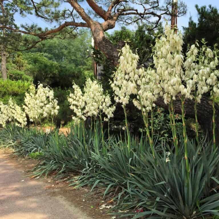 Growing Adams Needle Yucca: Caring For Yucca Filamentosa