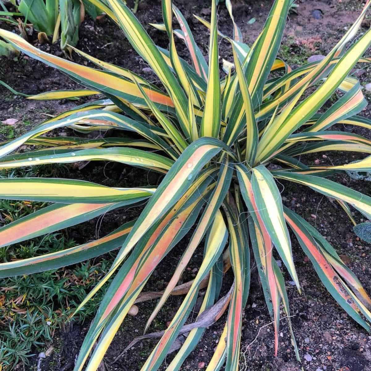 Growing Adams Needle Yucca: Caring For Yucca Filamentosa