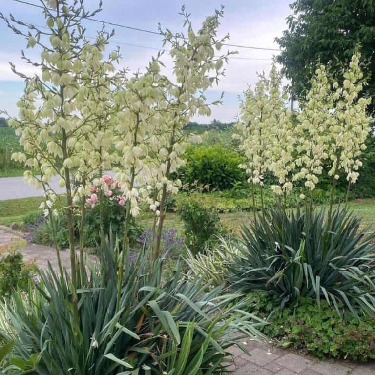 Growing Adams Needle Yucca: Caring For Yucca Filamentosa