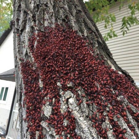What Do Boxelder Bugs Eat? Are Boxelder Bugs Harmful - 13 Control Ways