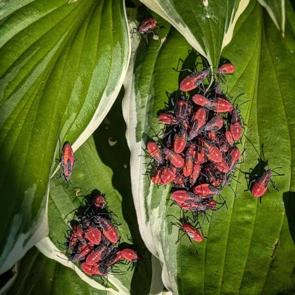 What Do Boxelder Bugs Eat? Are Boxelder Bugs Harmful - 13 Control Ways