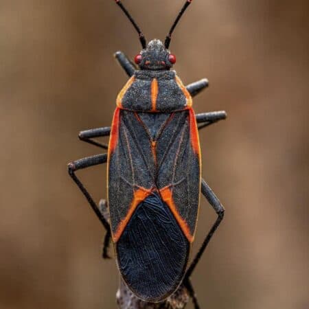 What Do Boxelder Bugs Eat? Are Boxelder Bugs Harmful - 13 Control Ways