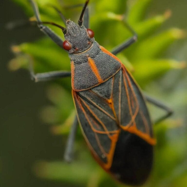 What Do Boxelder Bugs Eat? Are Boxelder Bugs Harmful - 13 Control Ways