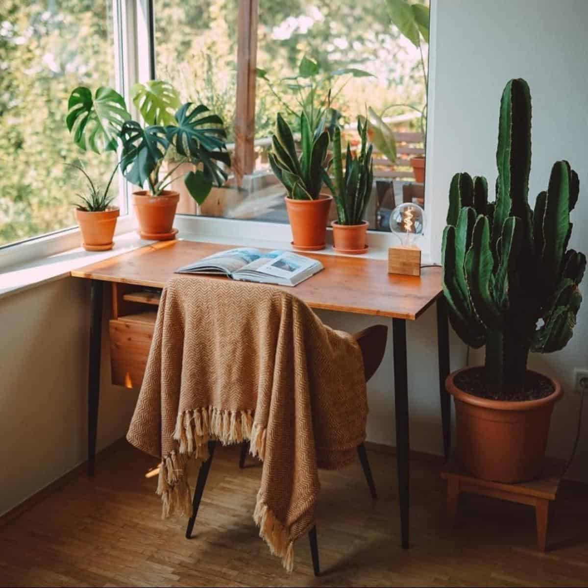 East Facing Window Plants