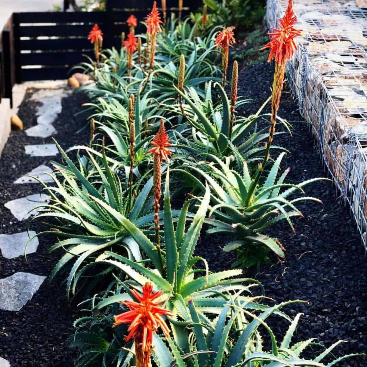 Aloe Arborescens Care: Growing The Candelabra Aloe Plant