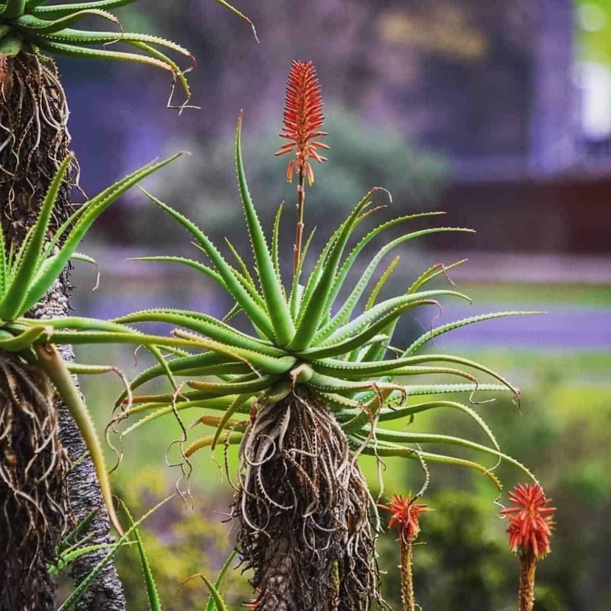 Aloe Arborescens Care: Growing The Candelabra Aloe Plant