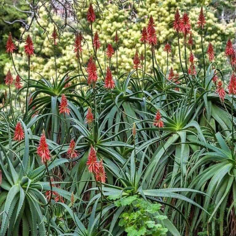 Aloe Arborescens Care: Growing The Candelabra Aloe Plant