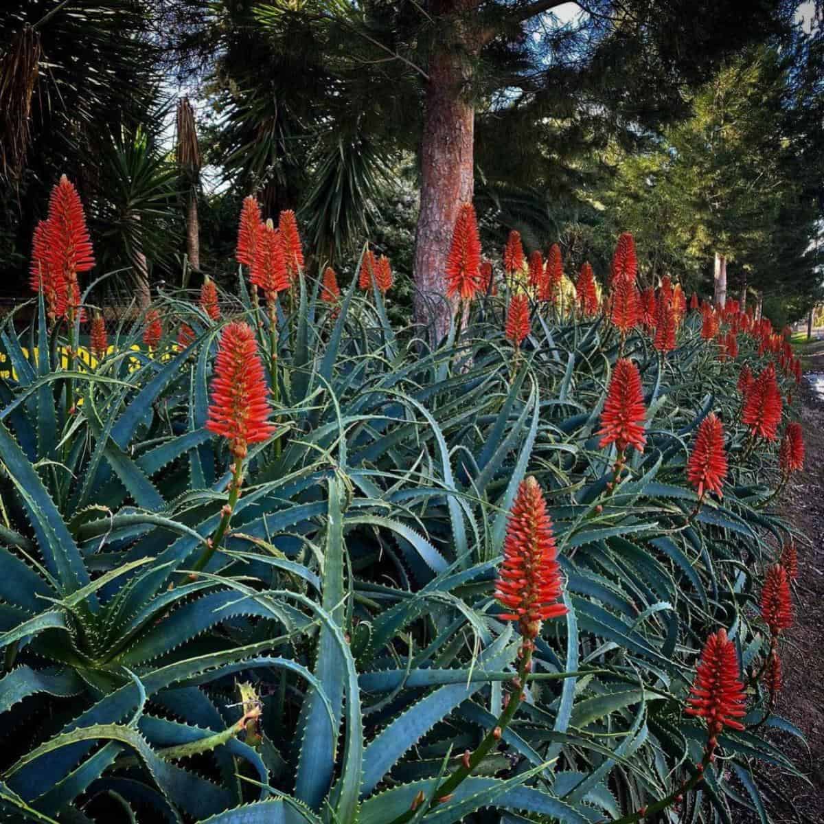 Aloe Arborescens Care: Growing The Candelabra Aloe Plant