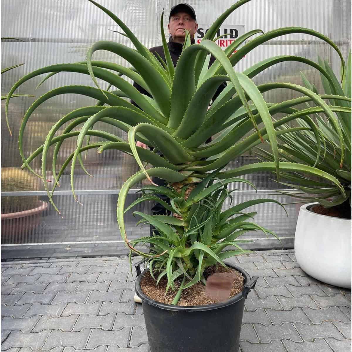 Aloe Arborescens Care: Growing The Candelabra Aloe Plant