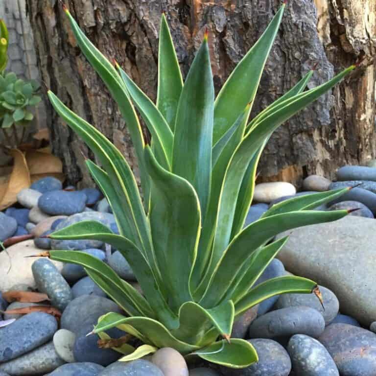 Growing Agave Desmettiana: Learn Care Tips For The Smooth Agave