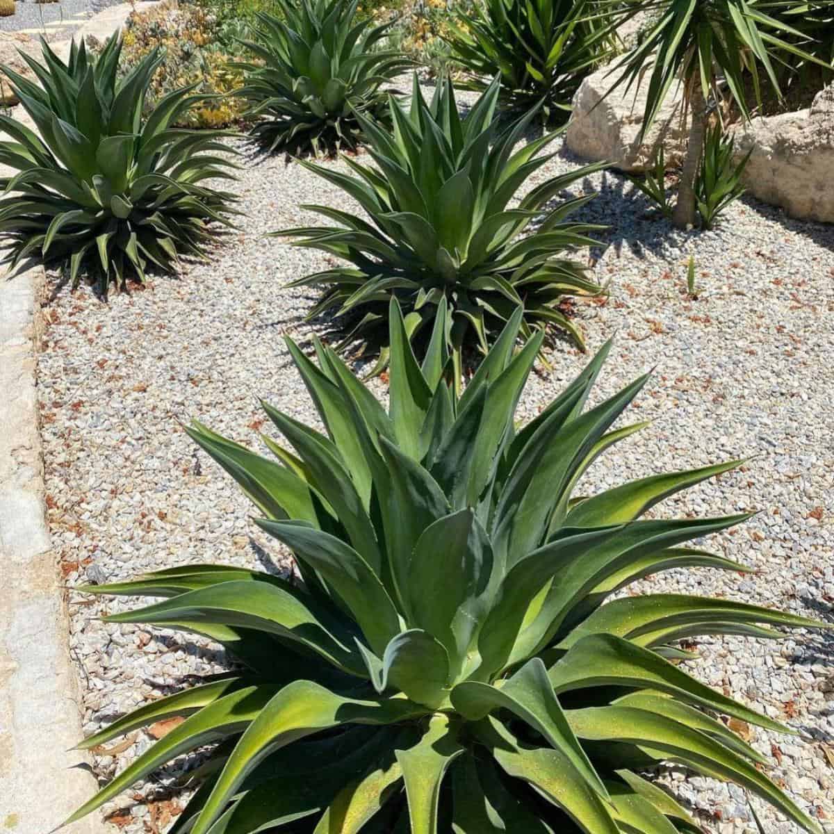 Growing Agave Desmettiana: Learn Care Tips For The Smooth Agave