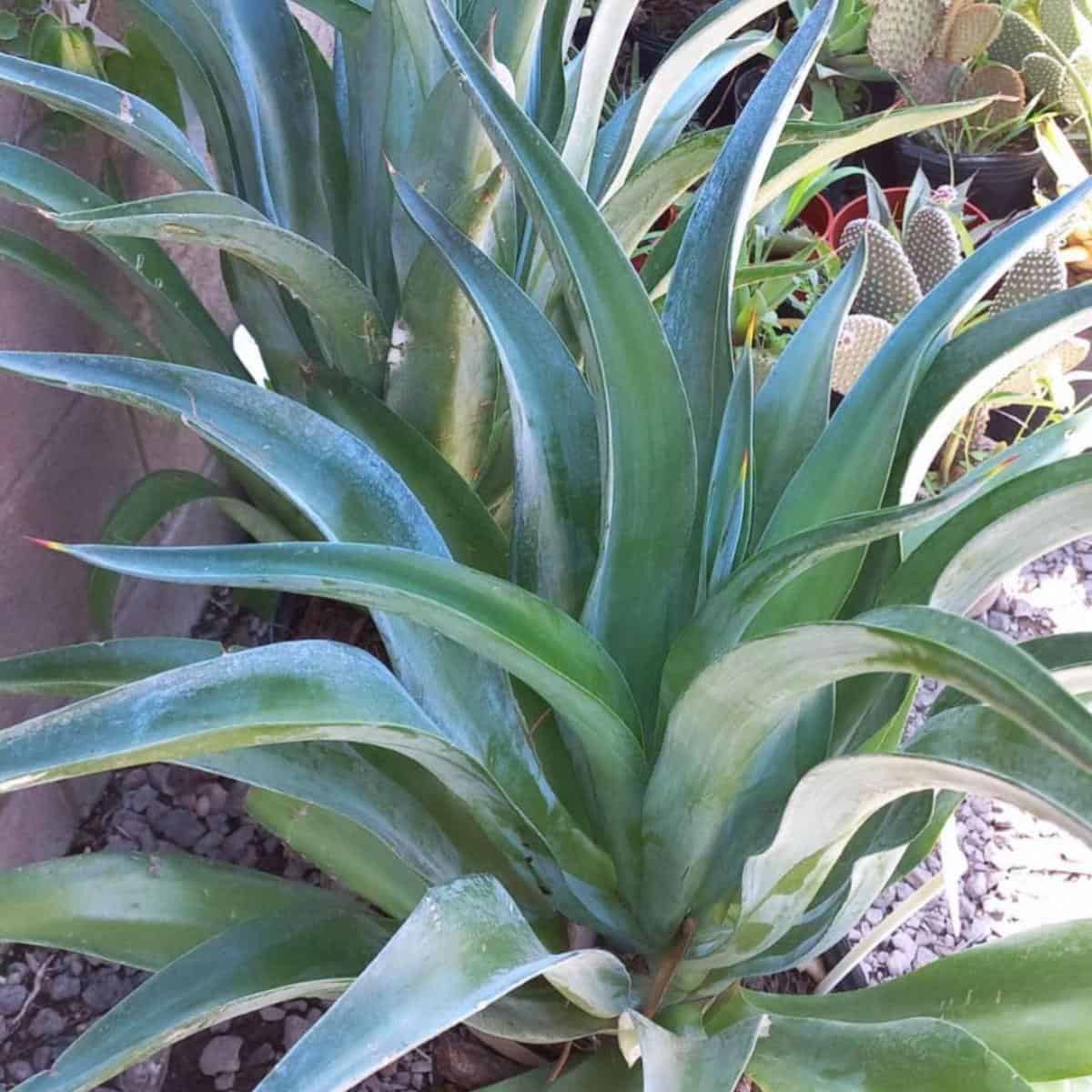 Growing Agave Desmettiana: Learn Care Tips For The Smooth Agave