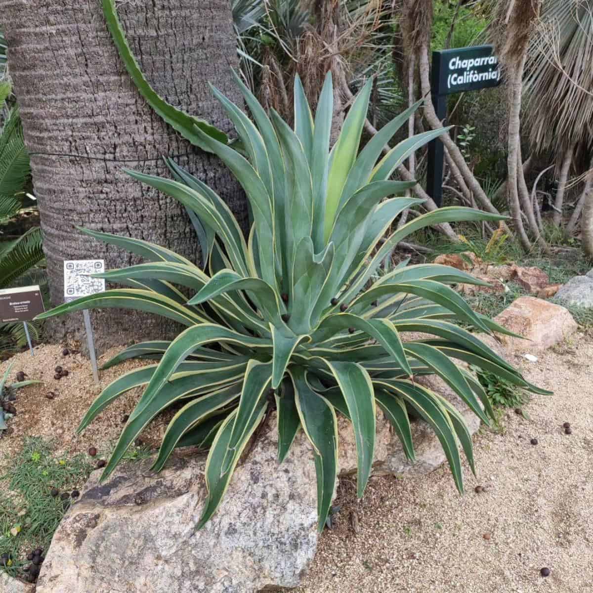 Growing Agave Desmettiana: Learn Care Tips For The Smooth Agave