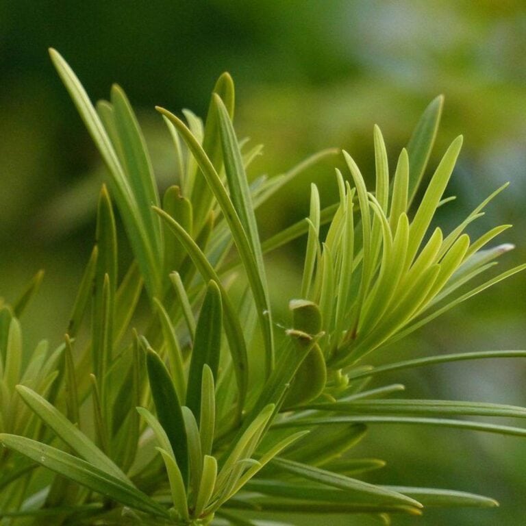 Growing Podocarpus Macrophyllus: Care Tips For The Fern Pine