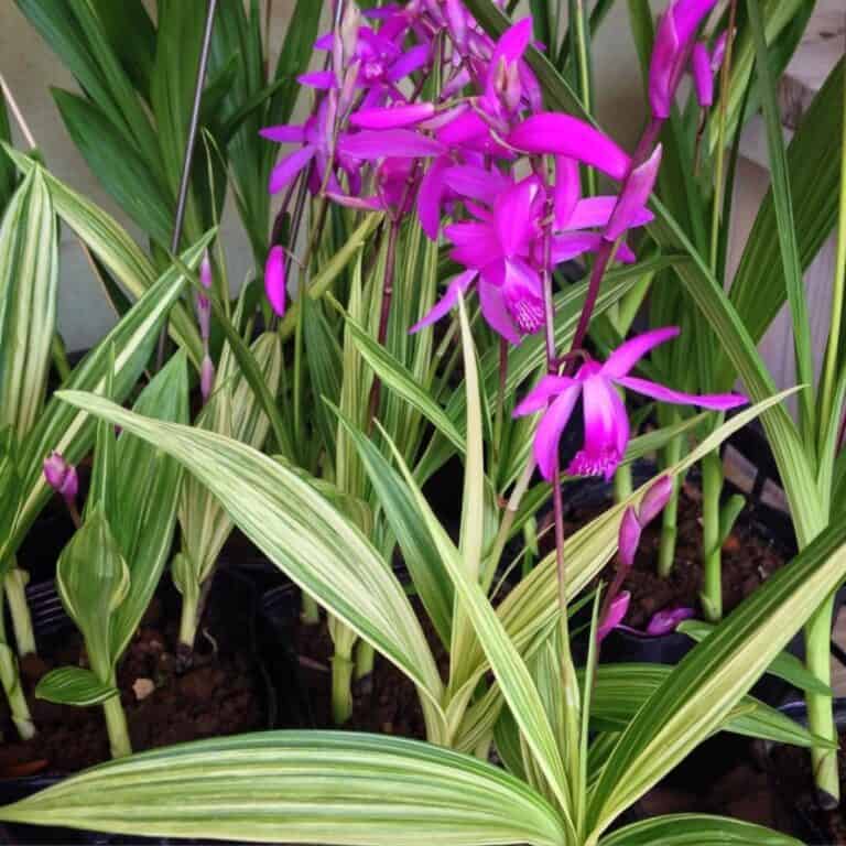 Bletilla Striata: How To Grow and Care For Ground Orchid