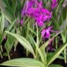 Bletilla Striata: How To Grow and Care For Ground Orchid