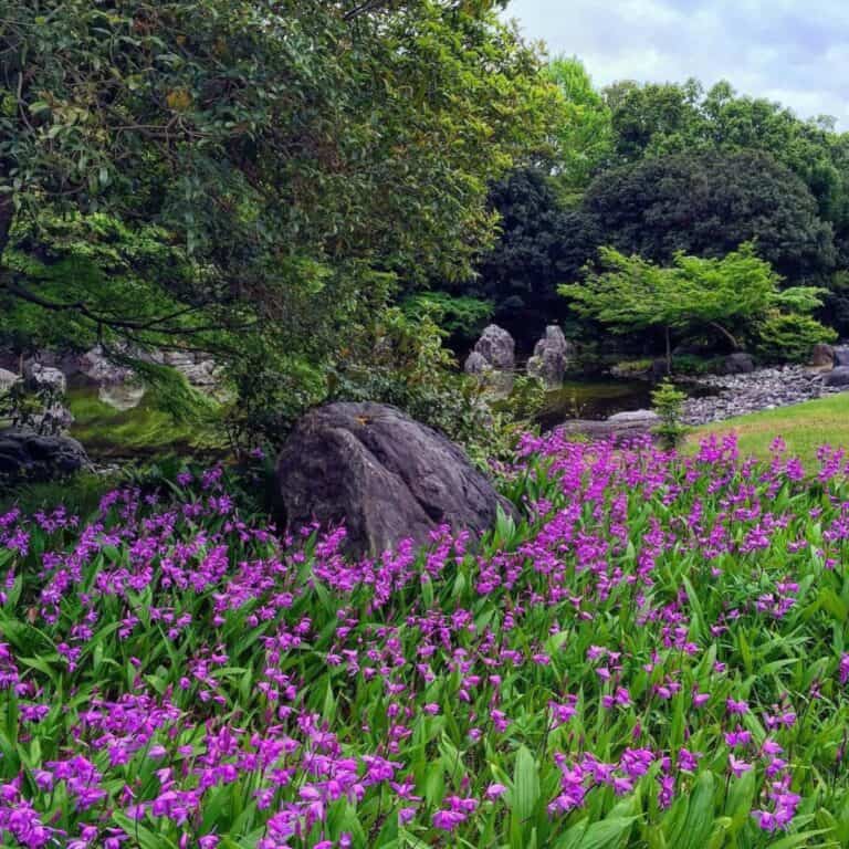 Bletilla Striata: How To Grow and Care For Ground Orchid