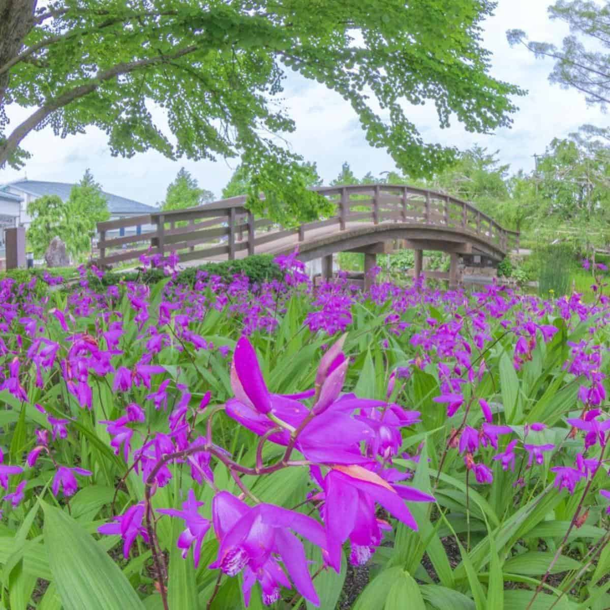 Bletilla Striata: How To Grow and Care For Ground Orchid